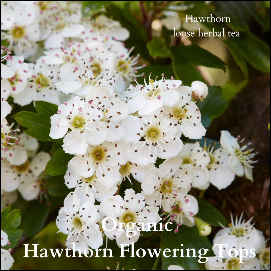 Organic Hawthorn Tea - Holly Healthcare