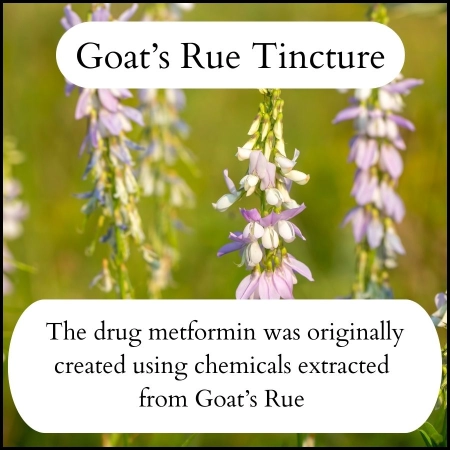 Goat's Rue Tincture - Holly Healthcare